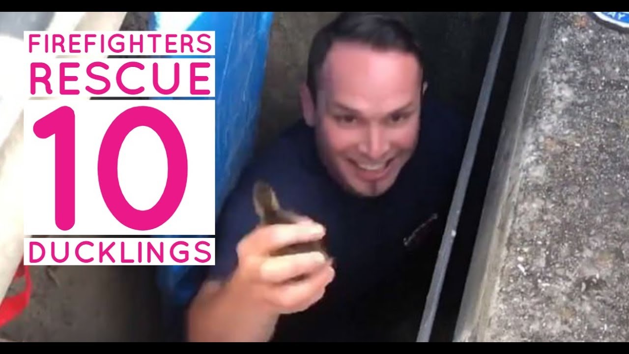 Firefighters rescue 10 ducklings - YouTube