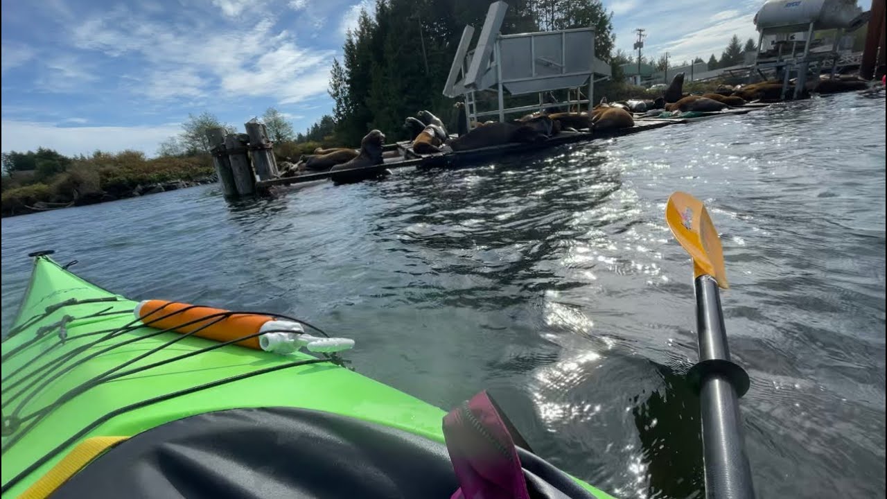 Kayaking by hundreds of sea lions! - YouTube