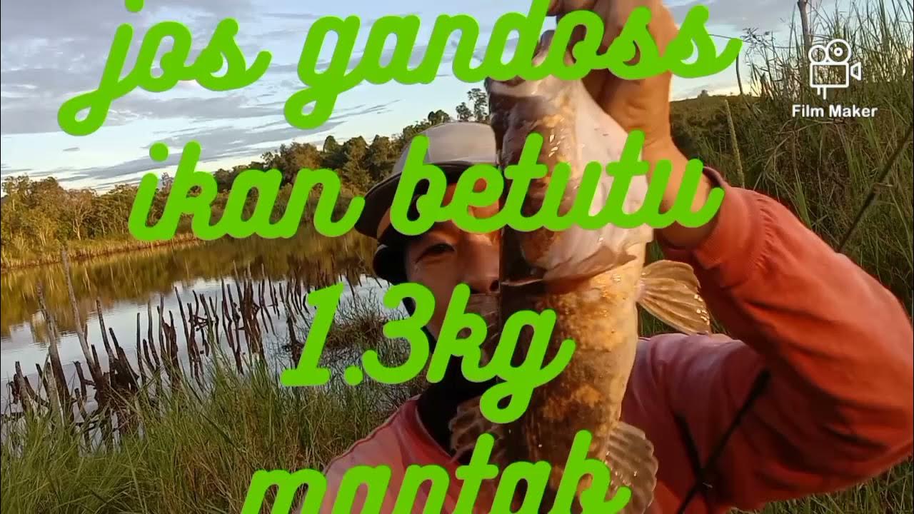 jos gandos - YouTube