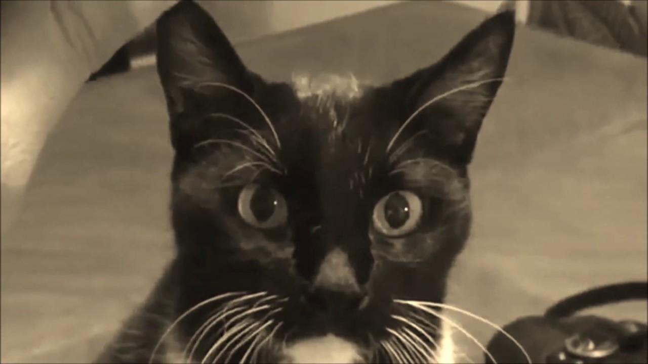 Parry Gripp Cats Slowing down a clip! LOL! XD - YouTube