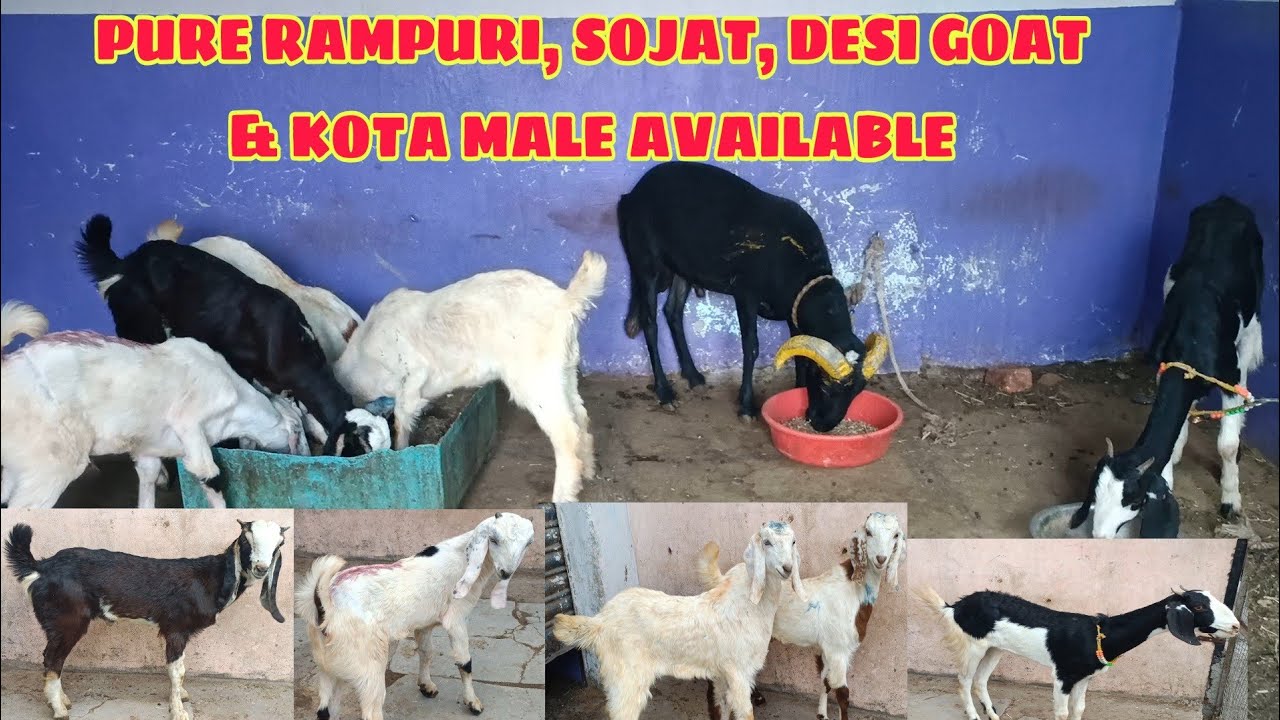 #8341585389 | PURE RAMPURI, SOJAT, DESI GOAT & KOTA MALE AVAILABLE AT ...