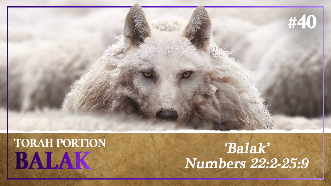 Wolves In Sheep's Clothing - How To Discern The False Prophets - Torah ...