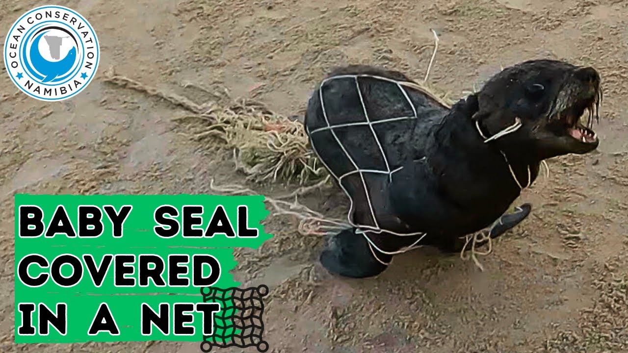Baby Seal Covered In A Net - YouTube