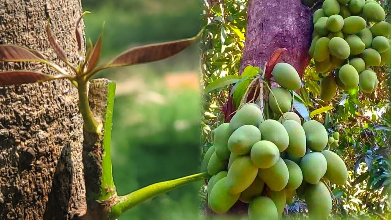 Mango planting techniques|Top work Grafting techniques Mango change ...