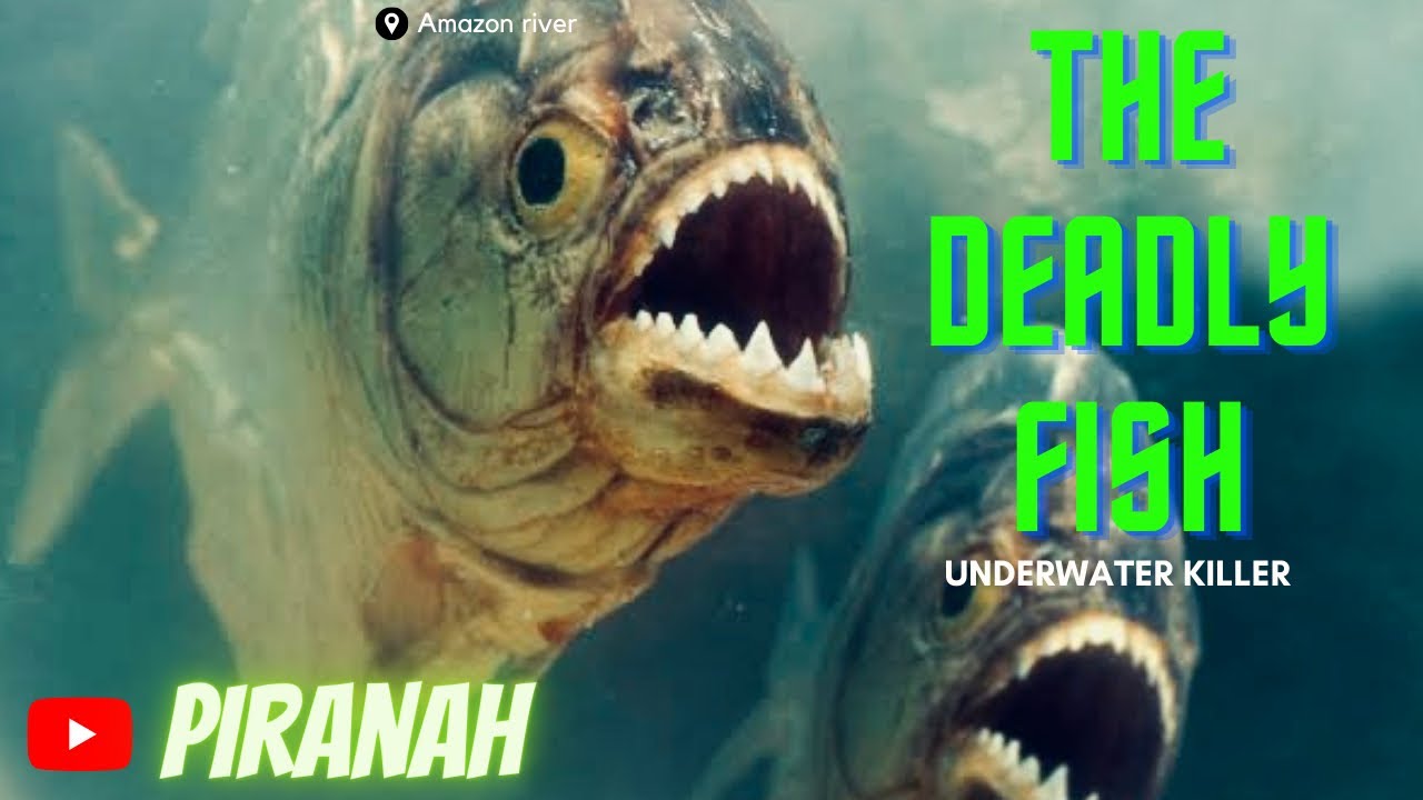The Deadly Piranha: Myth vs Reality - YouTube