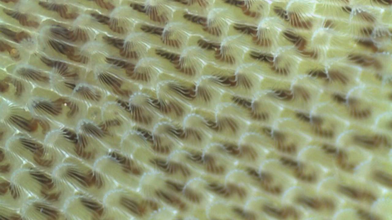 Membranipora membranacea (Phylum Bryozoa) - YouTube