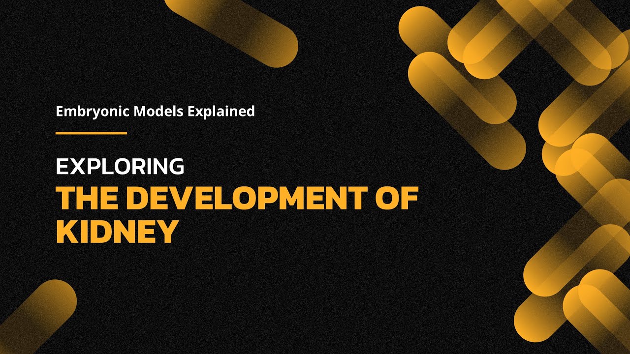 The Development of Kidney | Embryonic Models Explained - YouTube