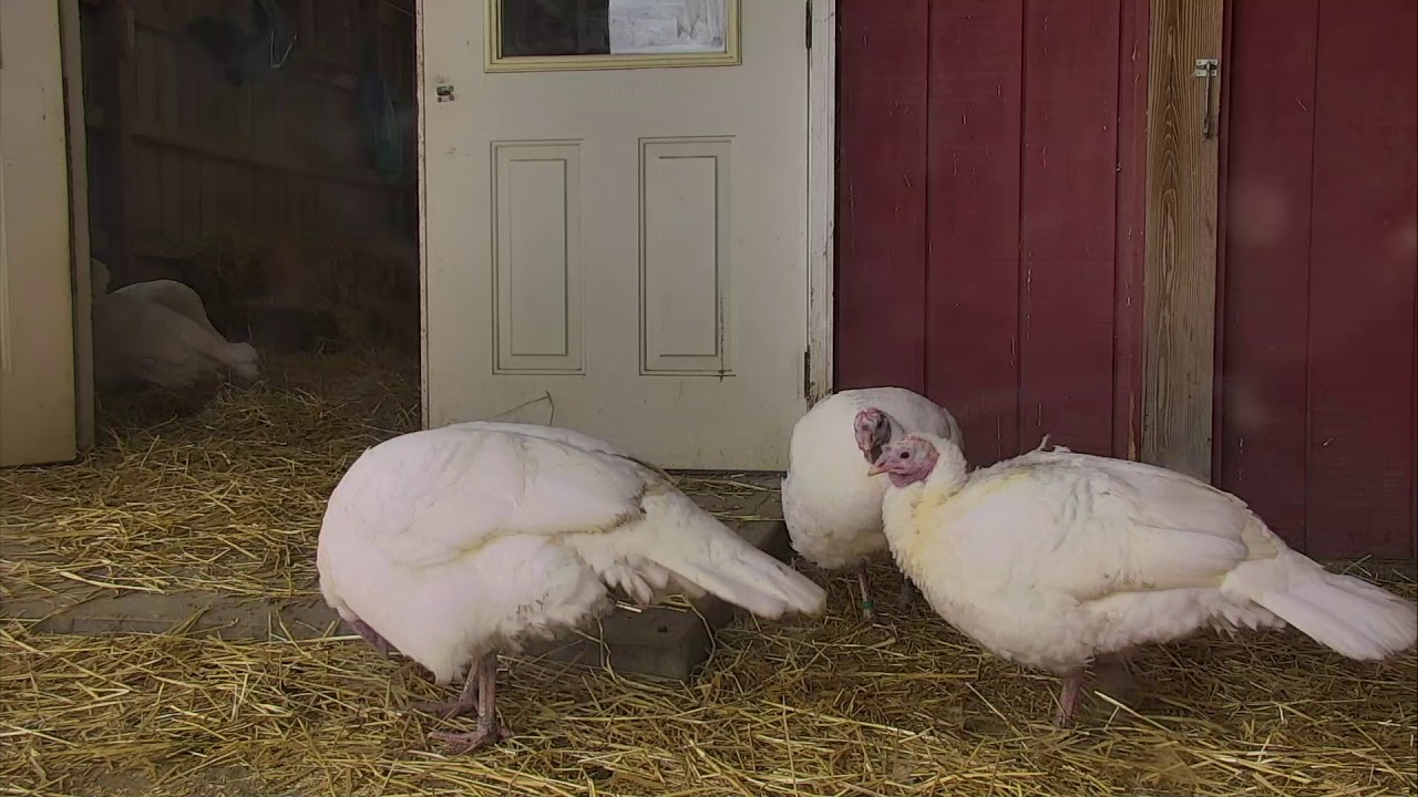 Turkey Barn Cam 12-12-2017 10:12:16 - 11:12:17 - YouTube