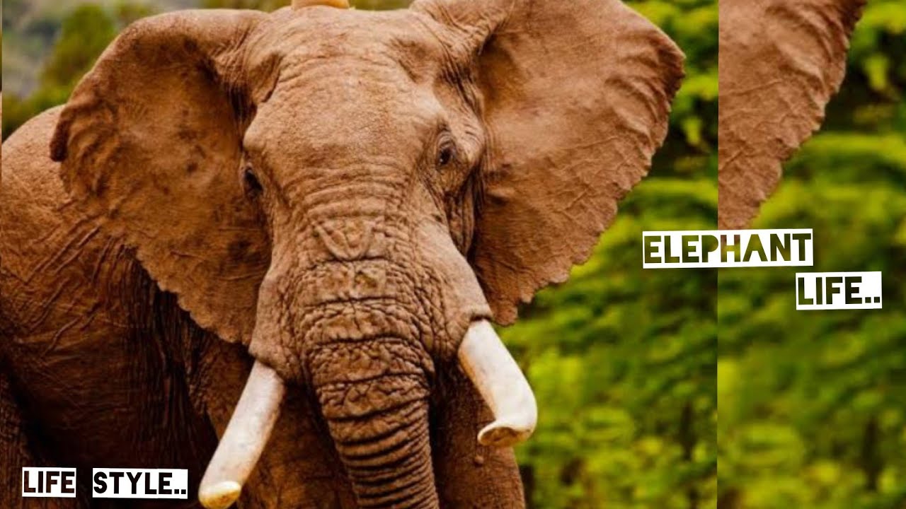 |Elephant life video| real life elephant video| Big Animals.. - YouTube