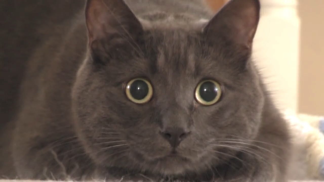 cat plays Counter-Strike - YouTube