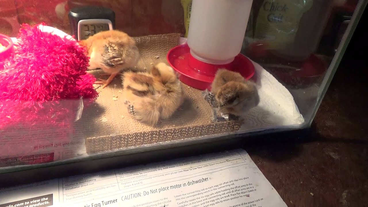 Update on the spraddle legged chick - YouTube