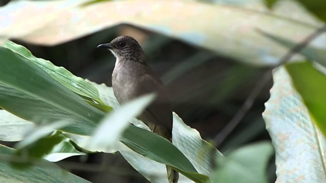 Olive-winged Bulbul.MOV - YouTube