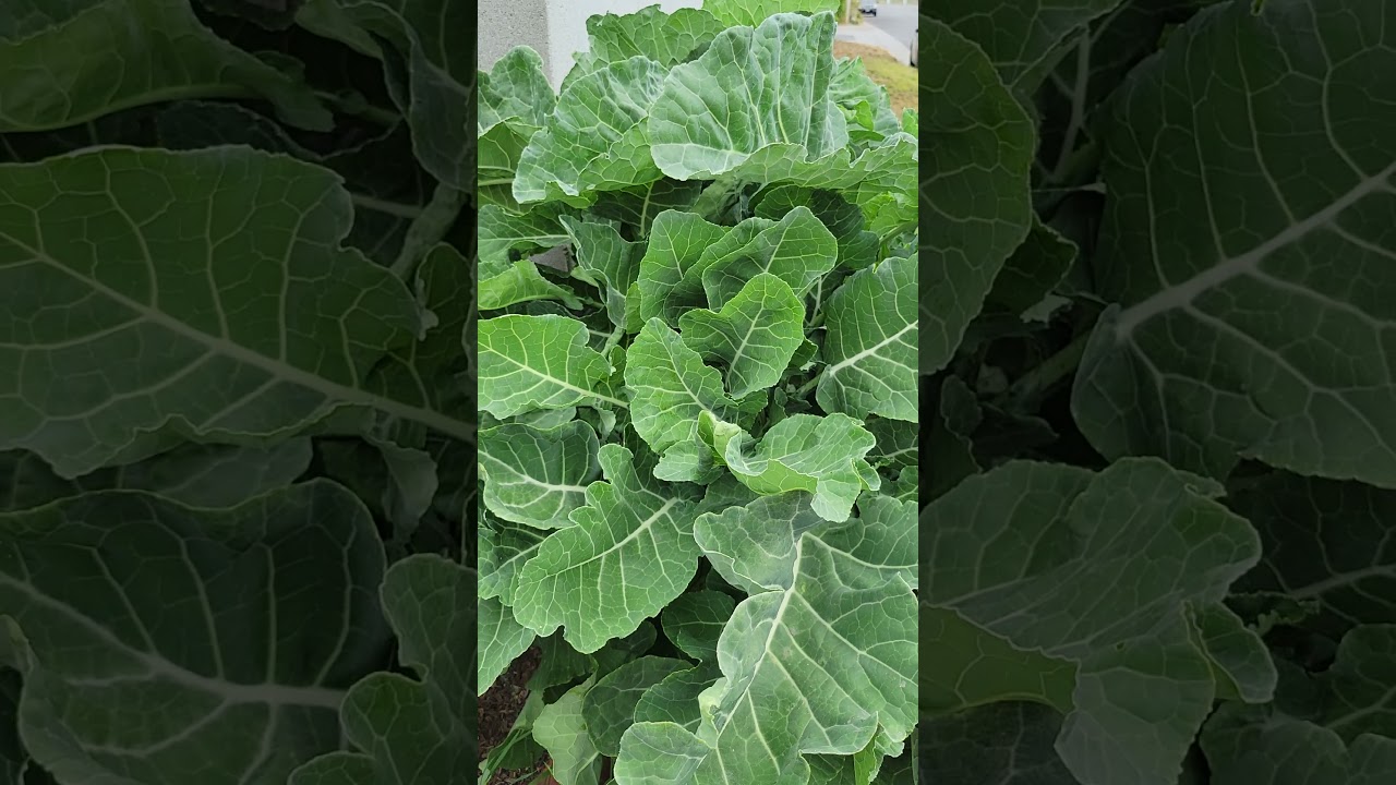 Giant kale or Thousand heads kale - YouTube
