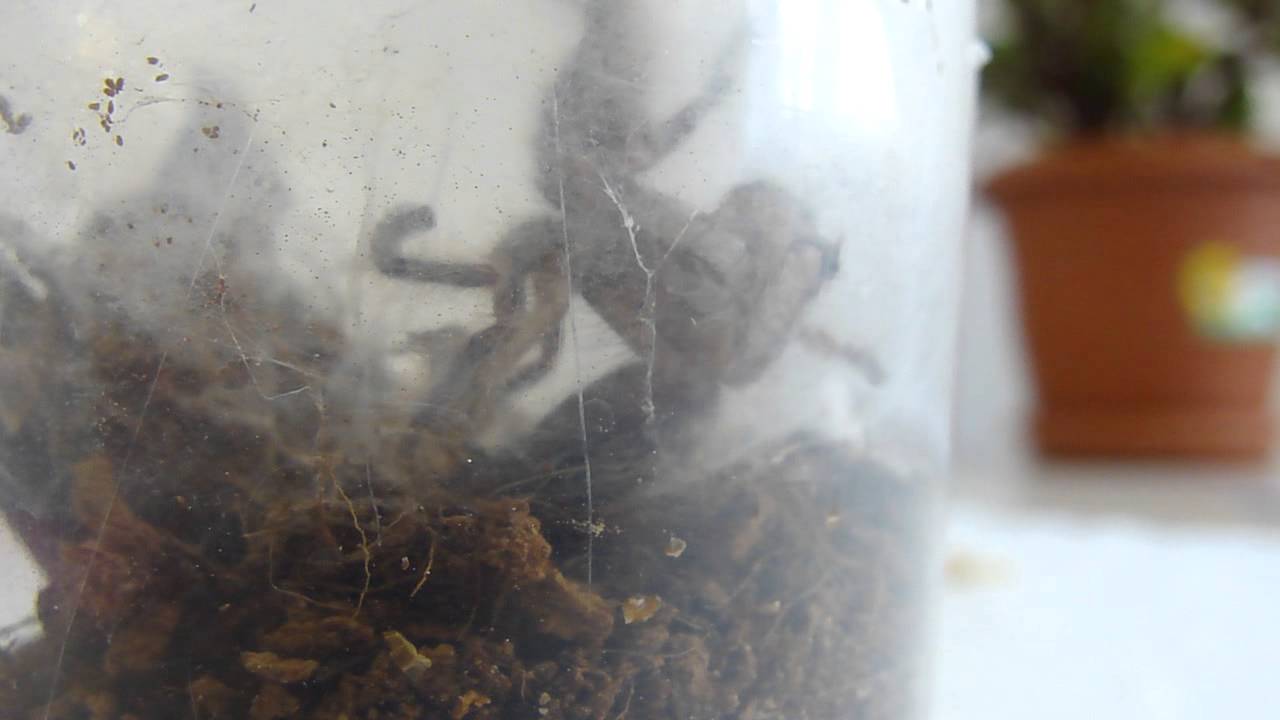 Tarantula molting - Poecilotheria formosa molting - YouTube