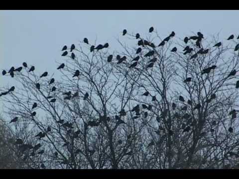 Minneapolis Crows - YouTube