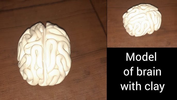 How To Make A Brain Model Out Of Styrofoam
