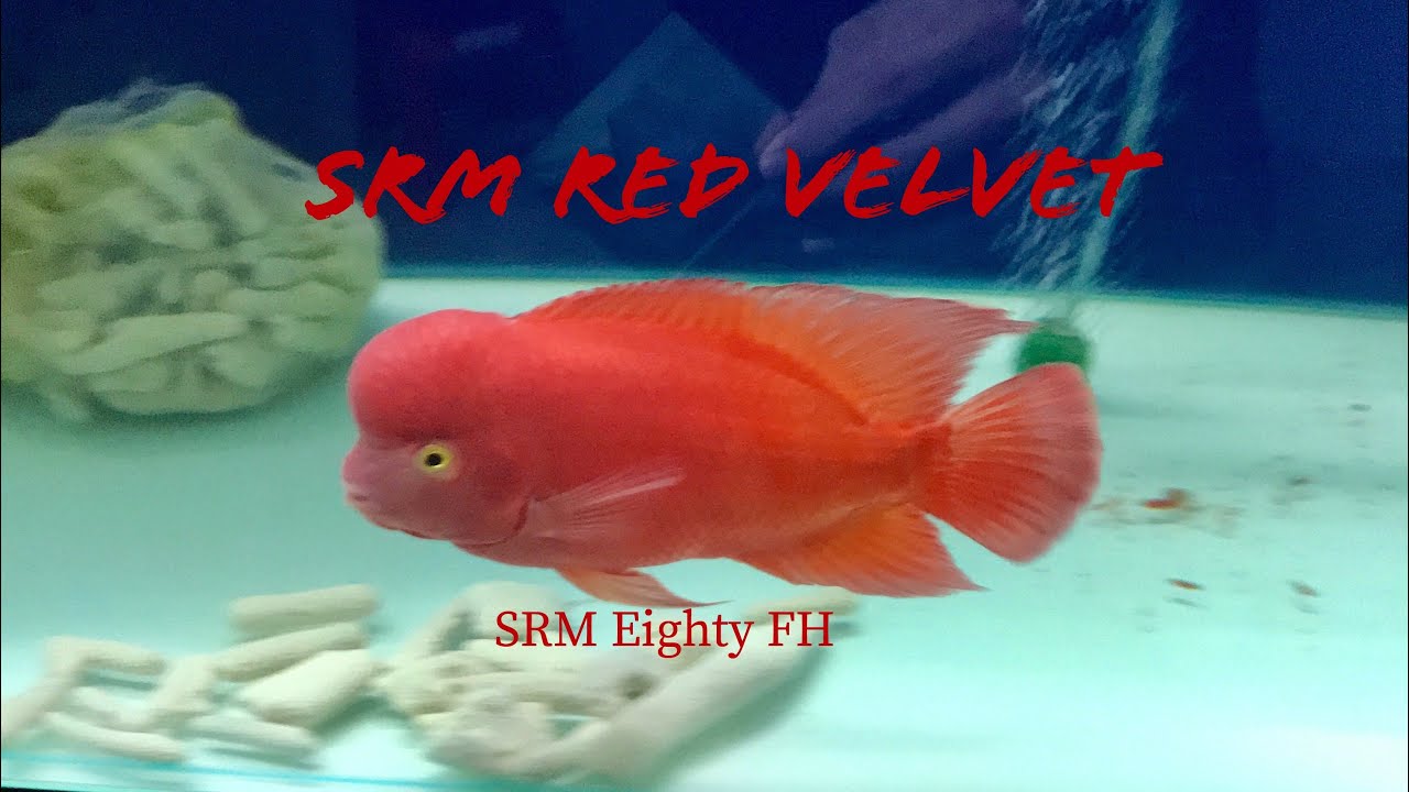 Super Red Monkey Flowerhorn (Louhan) - Eighty Flowerhorn - La Hán Khỉ ...