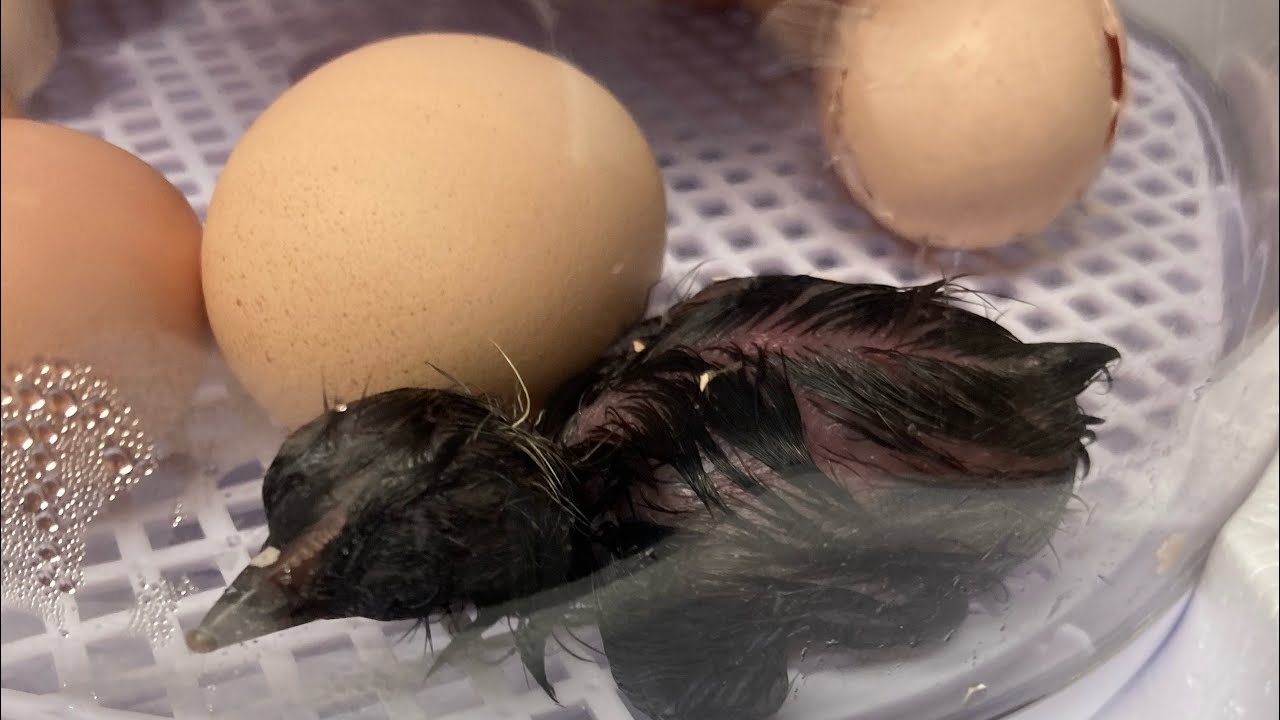 Salió el primer pollito salida en vivo - YouTube