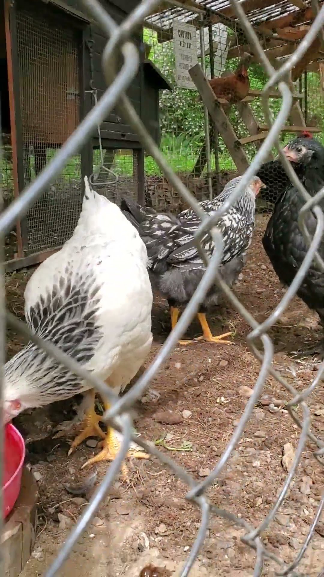 Almost hens! - YouTube