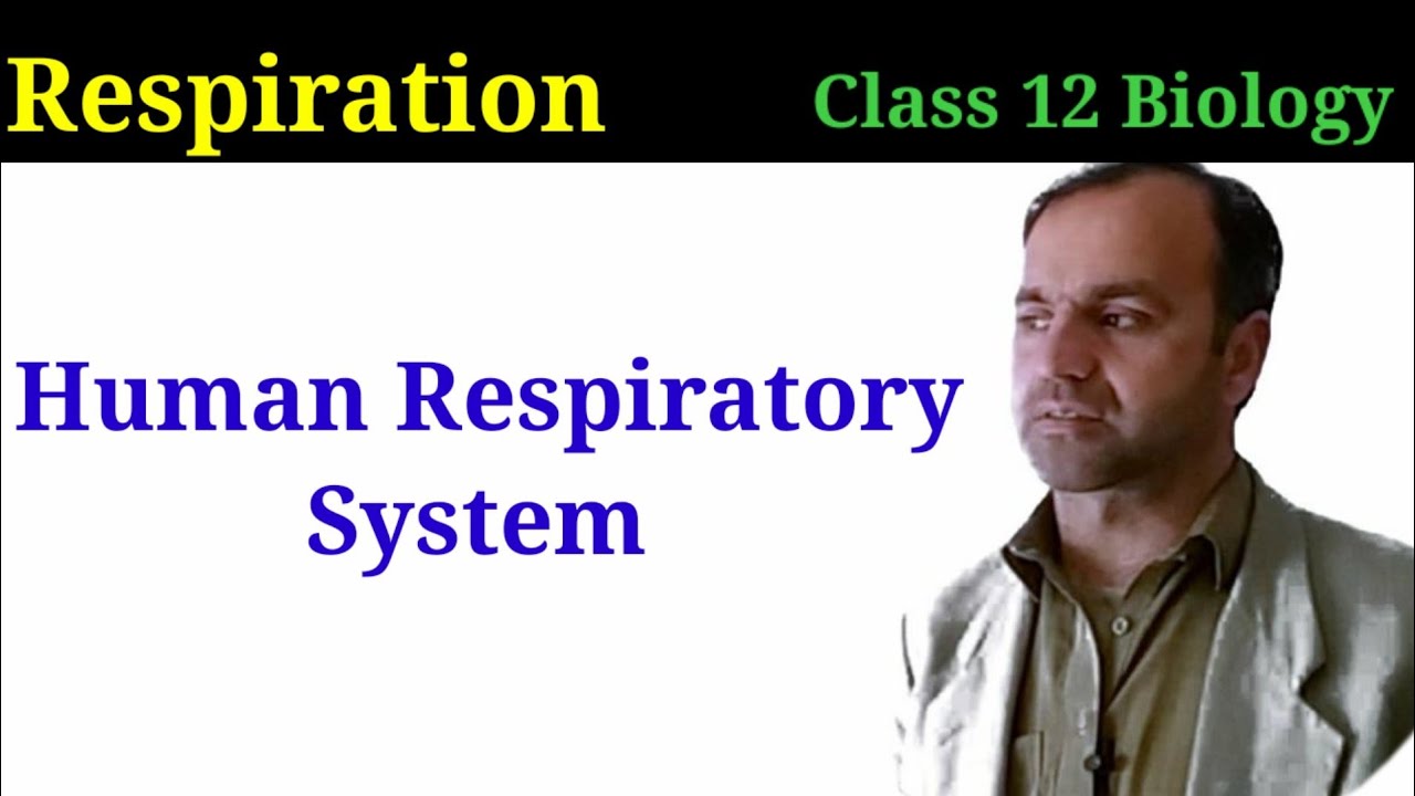 Human Respiratory system | Parts of respiratory system | class 12 ...