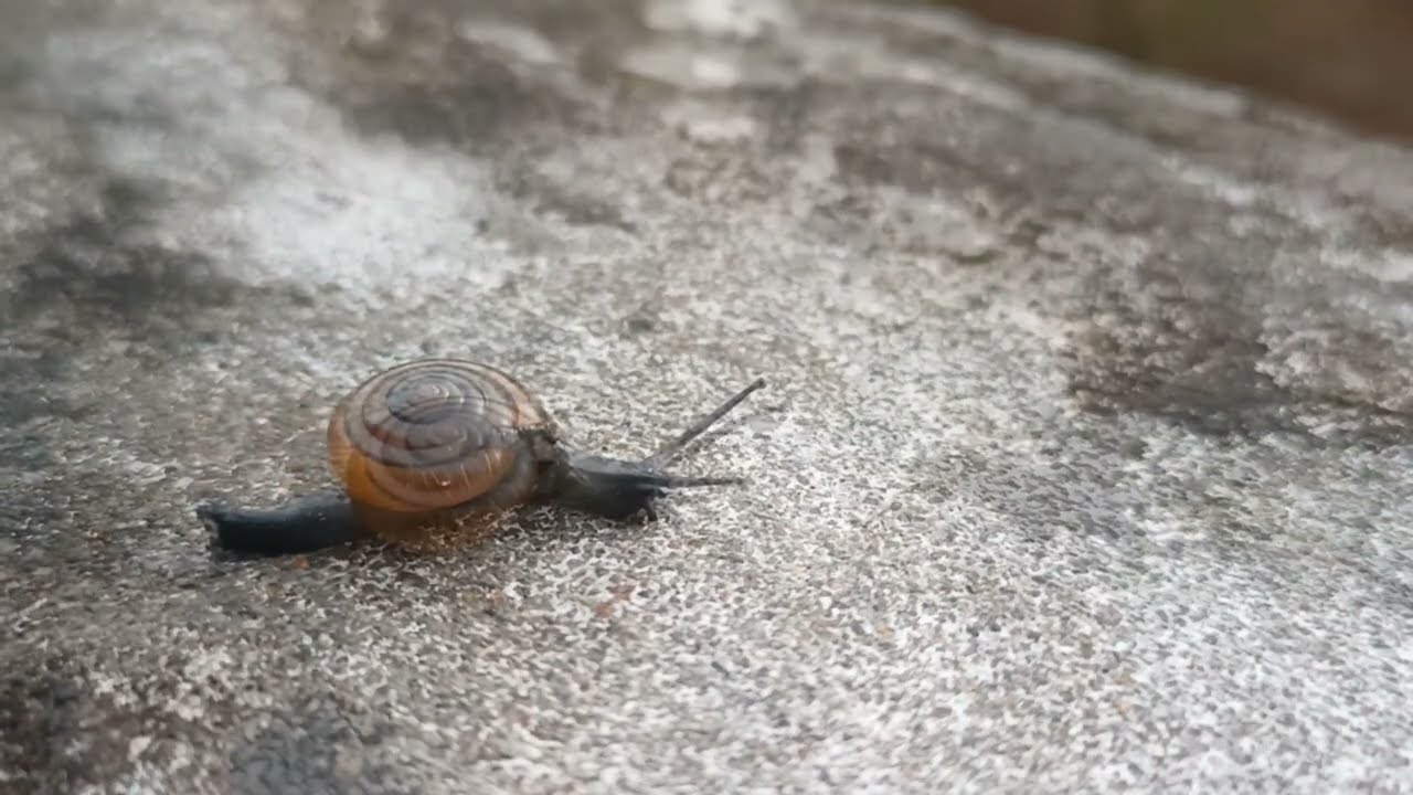 TINY SNAIL | Indian Species | Small Snail - YouTube