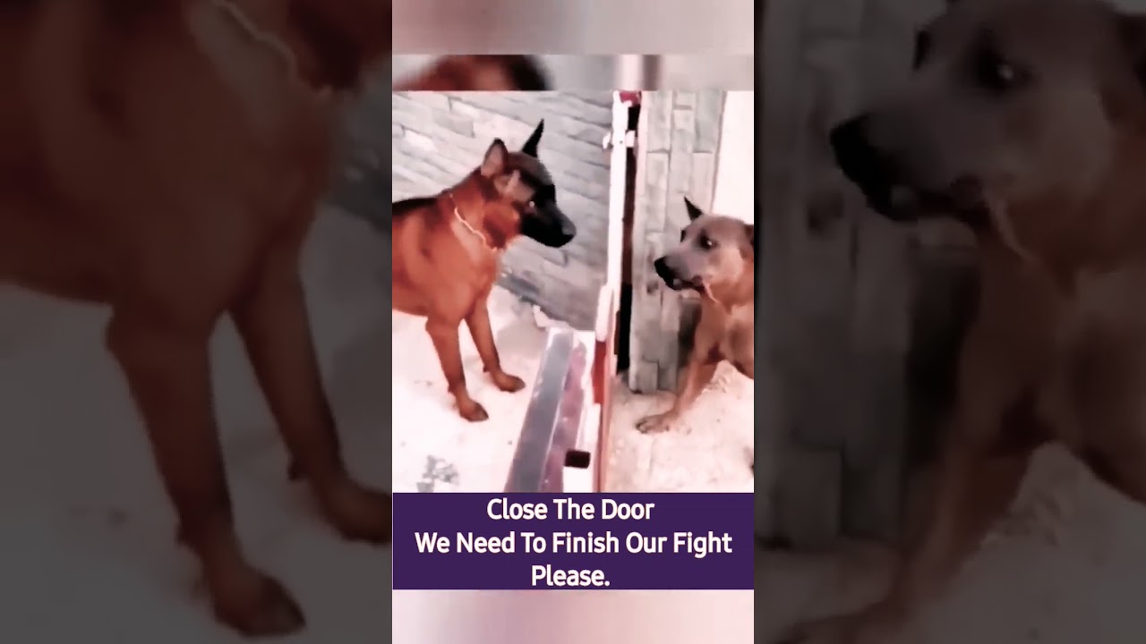 Funny Dog fight. #youtubeshorts #shorts - YouTube
