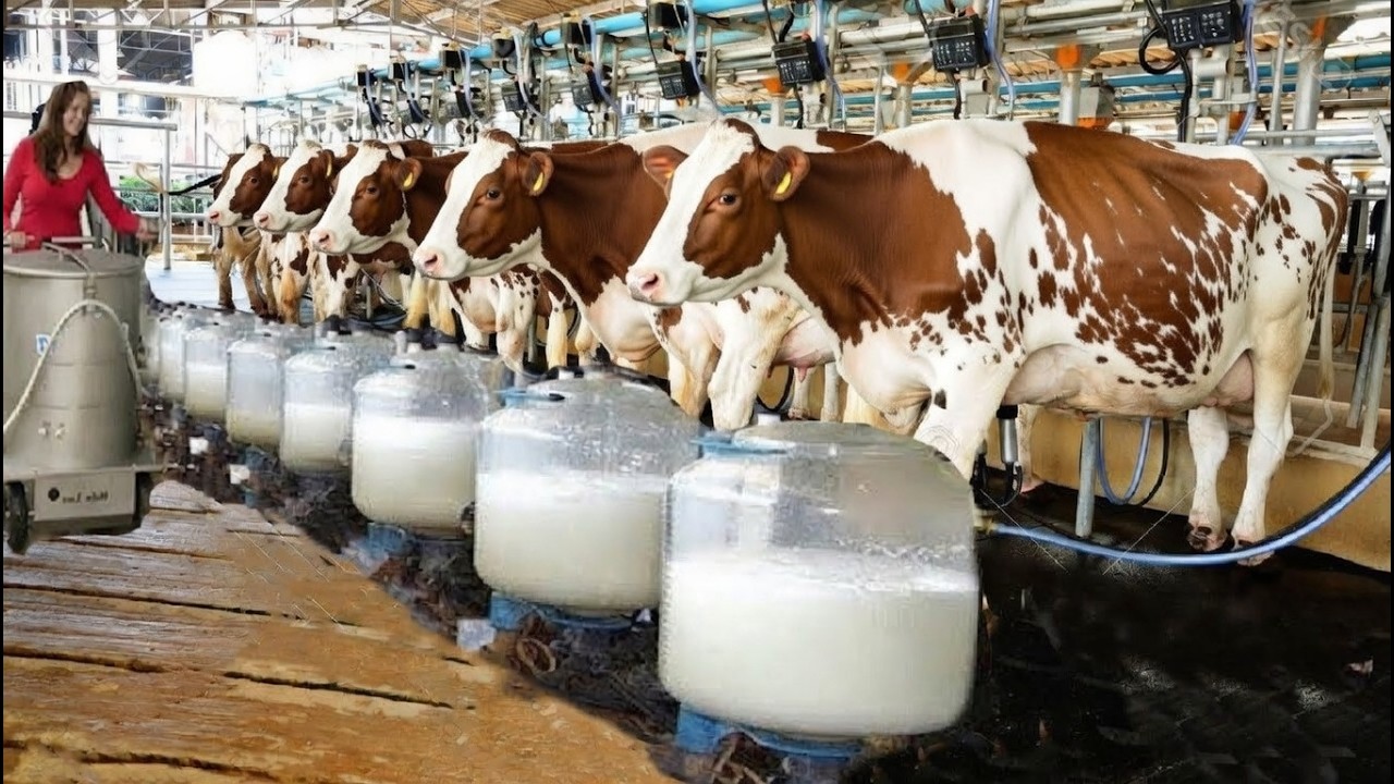 Cow Milk Processing in a Factory | How Milk Is Processed - YouTube