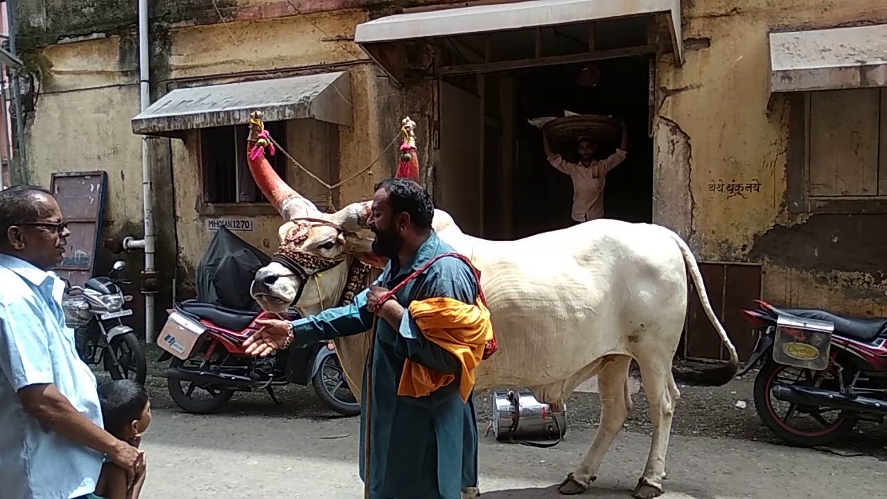 Nandi bail - YouTube