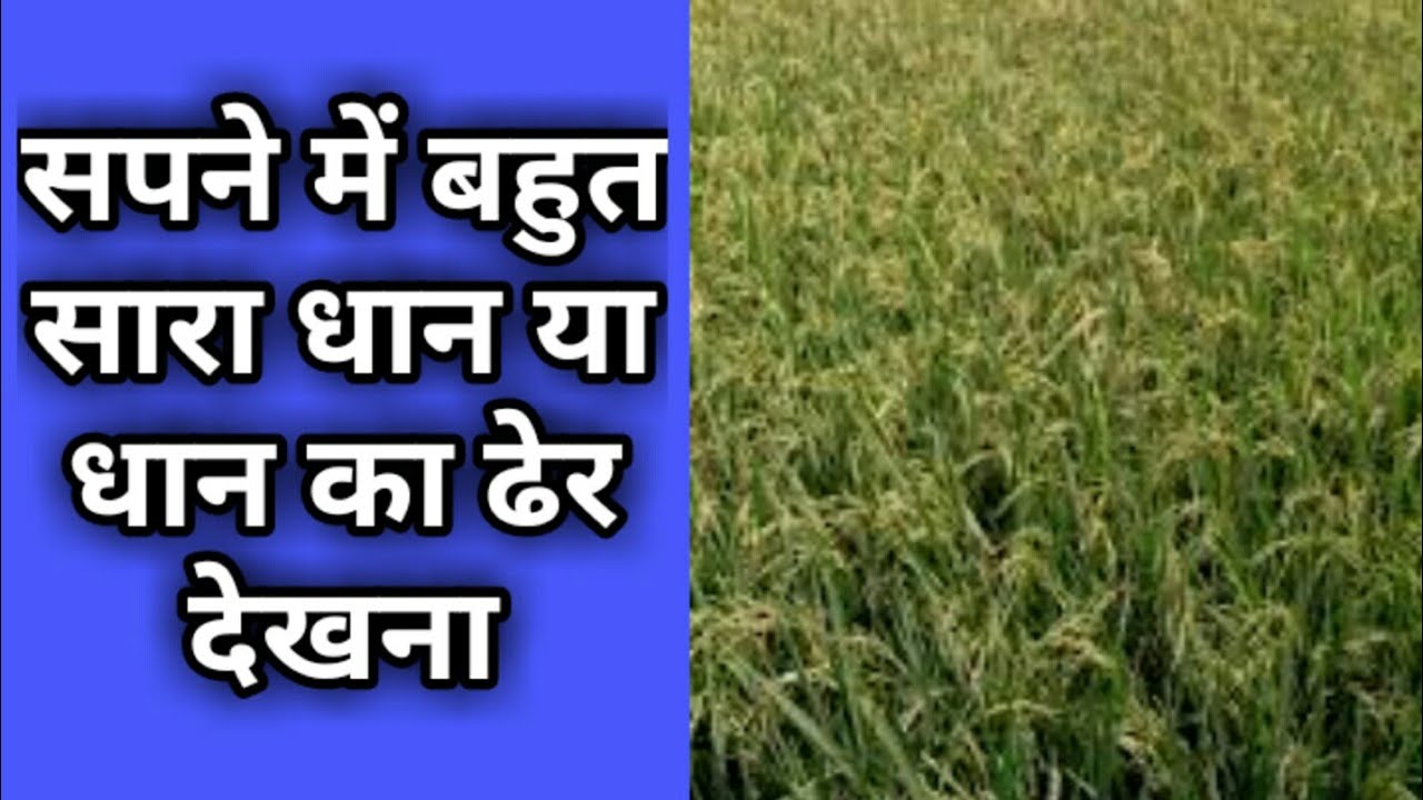 सपने में धान का ढेर देखना.sapne me dhan ka dher dekhna.See a pile of ...
