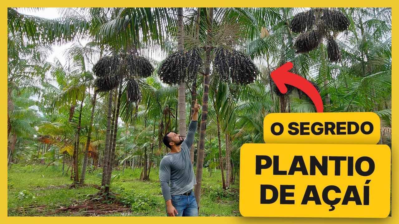 Plantio de Açaí | Quantas mudas plantar por cova? - YouTube