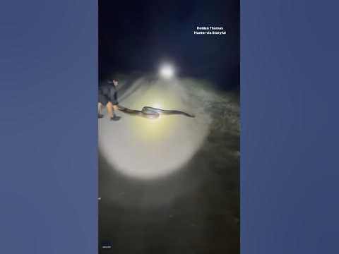198-pound Burmese python recorded as 2nd-heaviest captured in Florida # ...