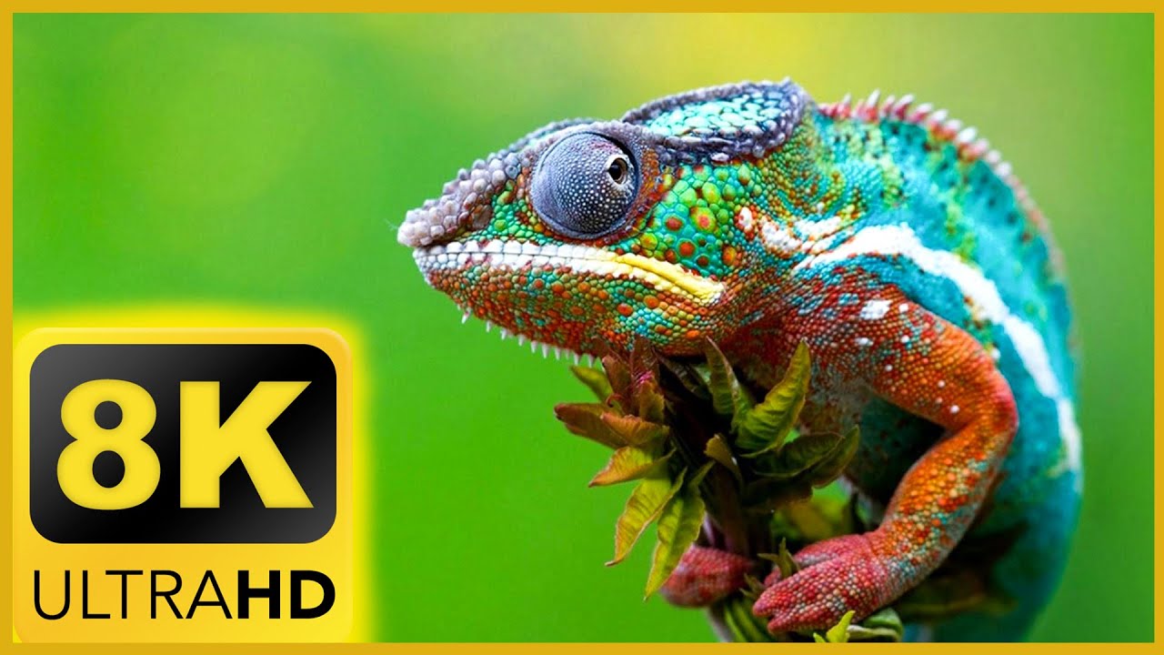 Wildlife Animals in 8K | Beautiful Relaxing Music - Nature Relaxation ...