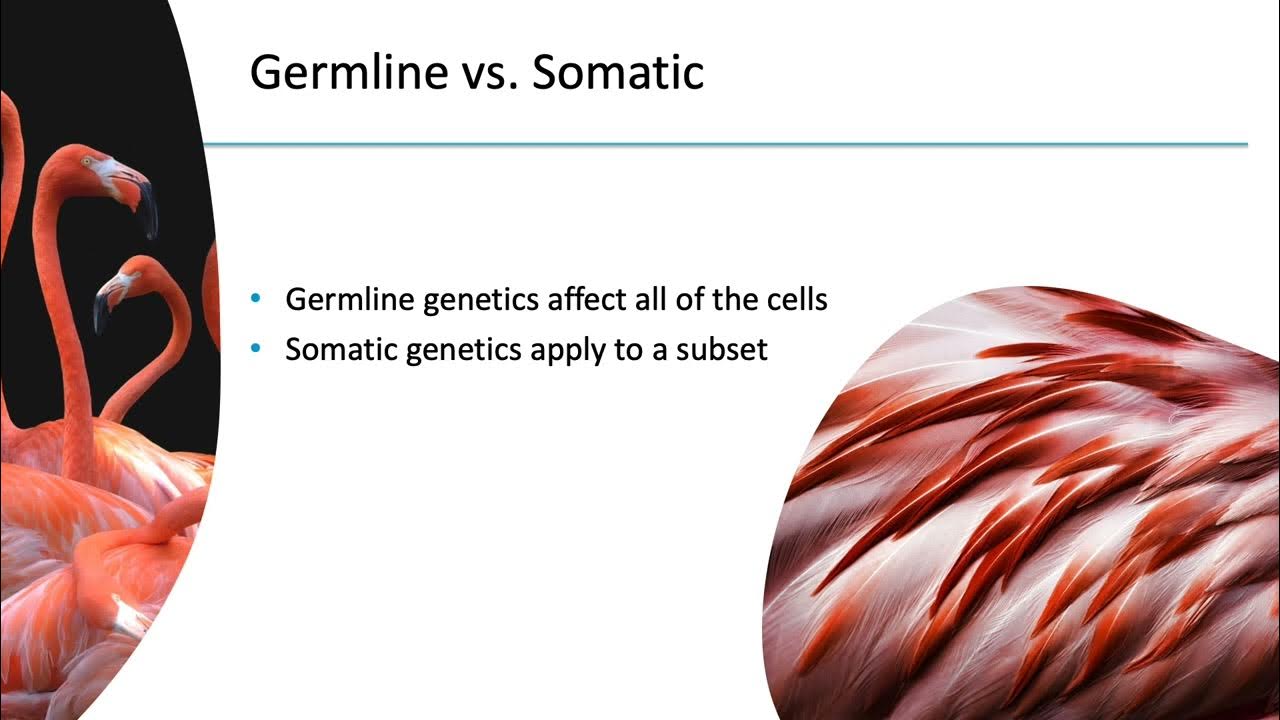 Germline vs. Somatic Variants - YouTube