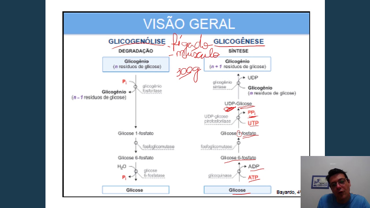 Aula Bioquímica Nutrição Glicogênese e Glicogenólise - YouTube