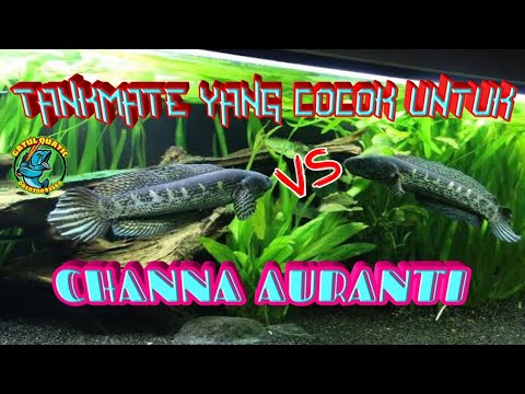 CHANNA AURANTI DITANKMATE??!! EMANG BISA?? || INILAH IKAN TANKMATE YANG ...