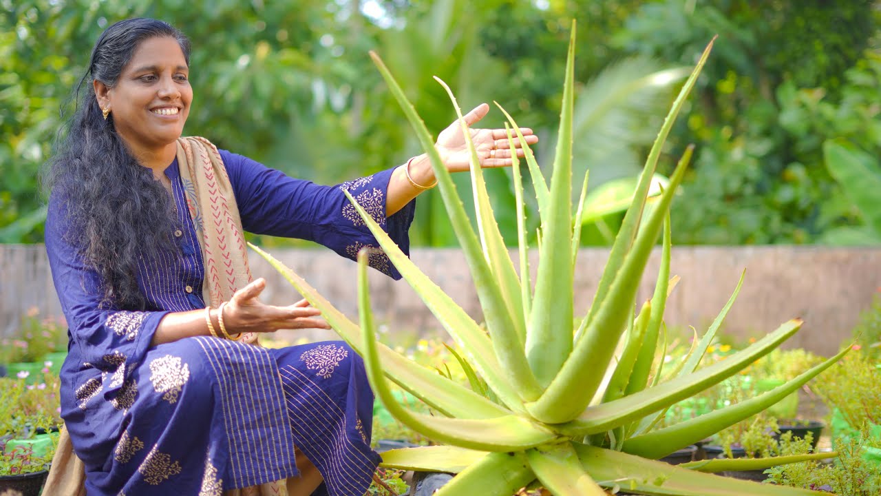 കറ്റാർവാഴ ഇതുപോലെ വളരാൻ | Aloevera Cultivation and care - YouTube