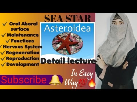 || CLASS ASTEROIDEA ||Sea Star/Maintenance Functions/Nervous system ...