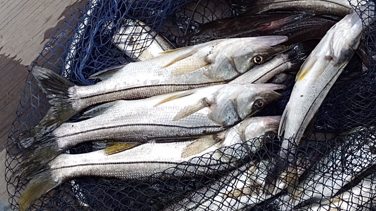 A MELHOR ISCA PRA PESCA DE ROBALOS! (CAMARÃO DO MANGUE OU VIVO) fiz ...