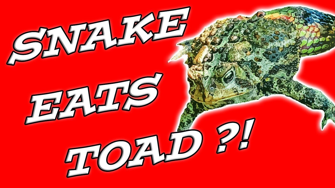 SNAKE EATS TOAD ?! - YouTube