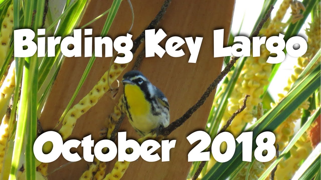 Florida Keys Birding in Key Largo Fall Migration October 2018 - YouTube