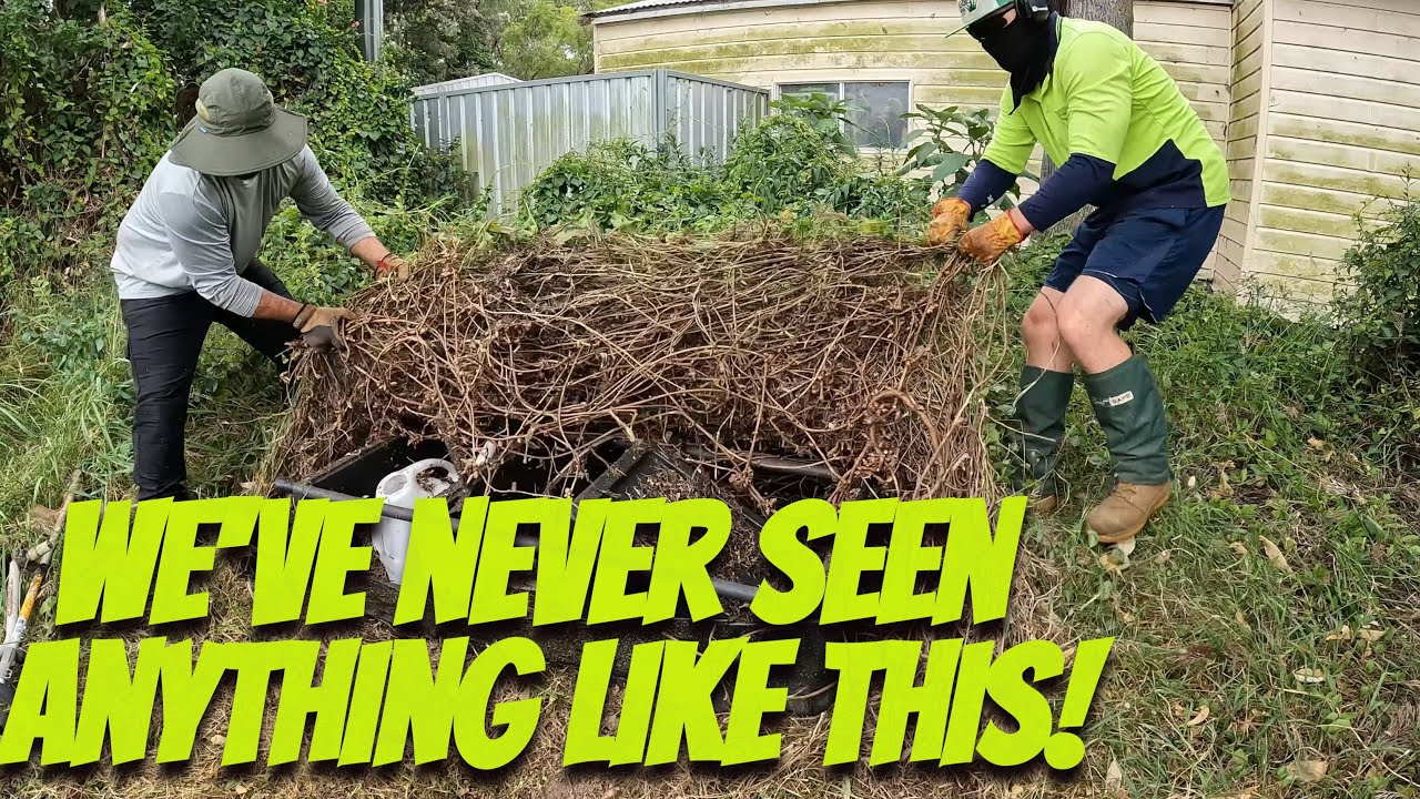 I thought I'd seen it all before this yard clean up! - YouTube
