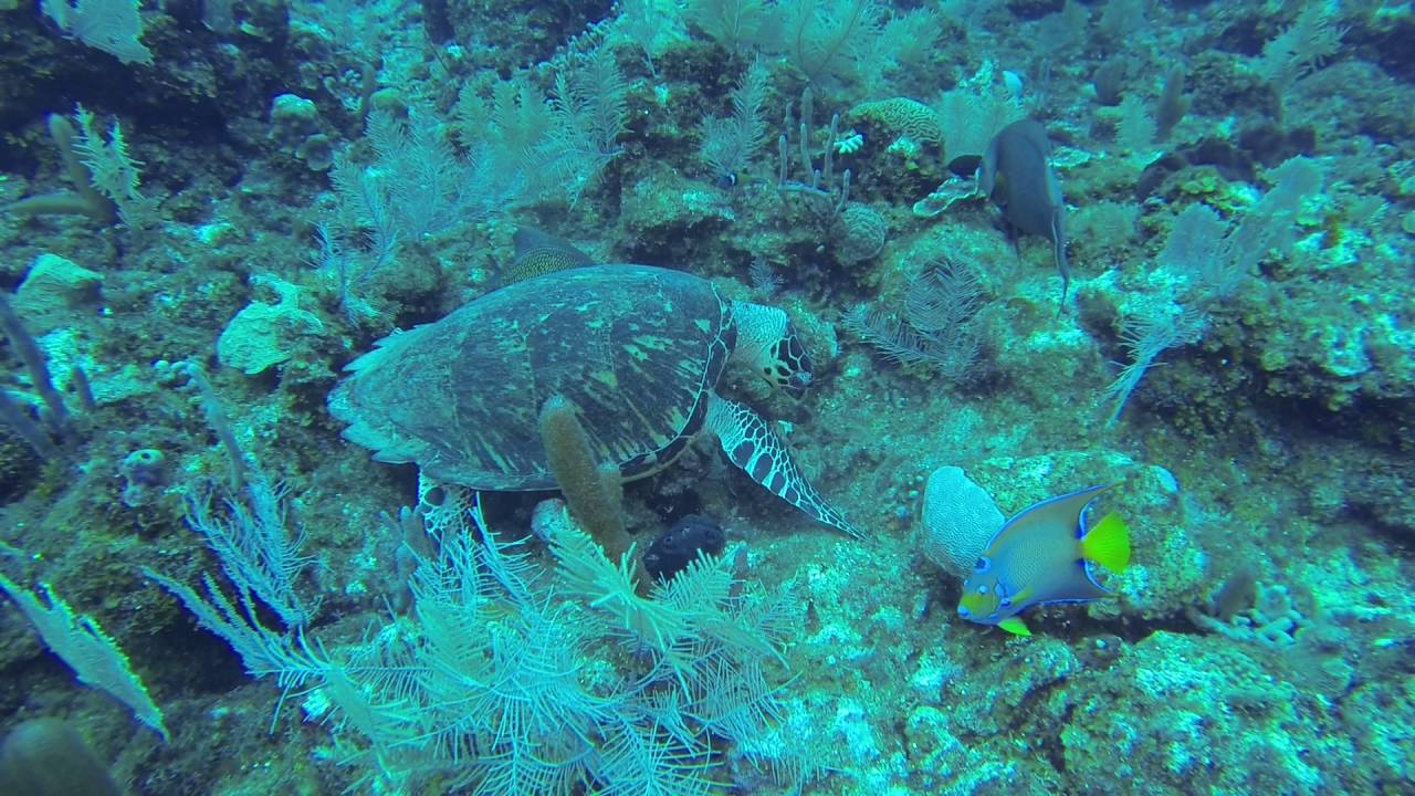 turtle with angel fish - YouTube