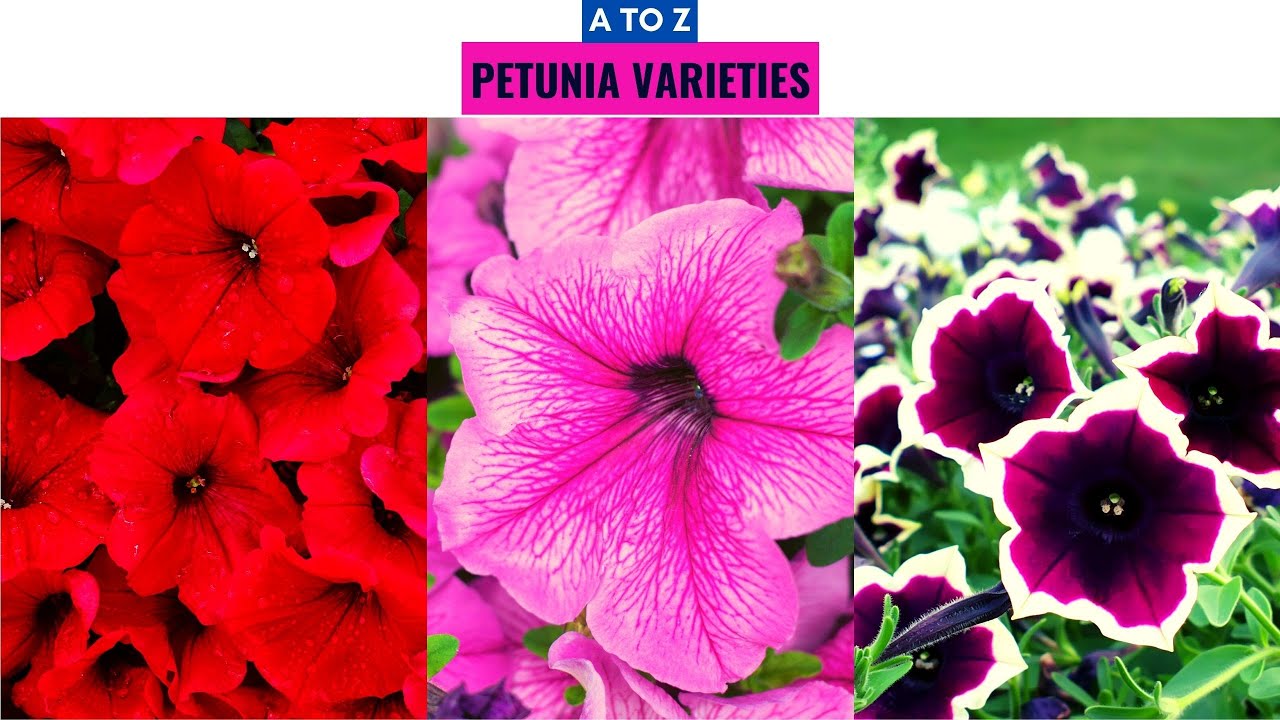 Petunia Varieties A to Z - YouTube