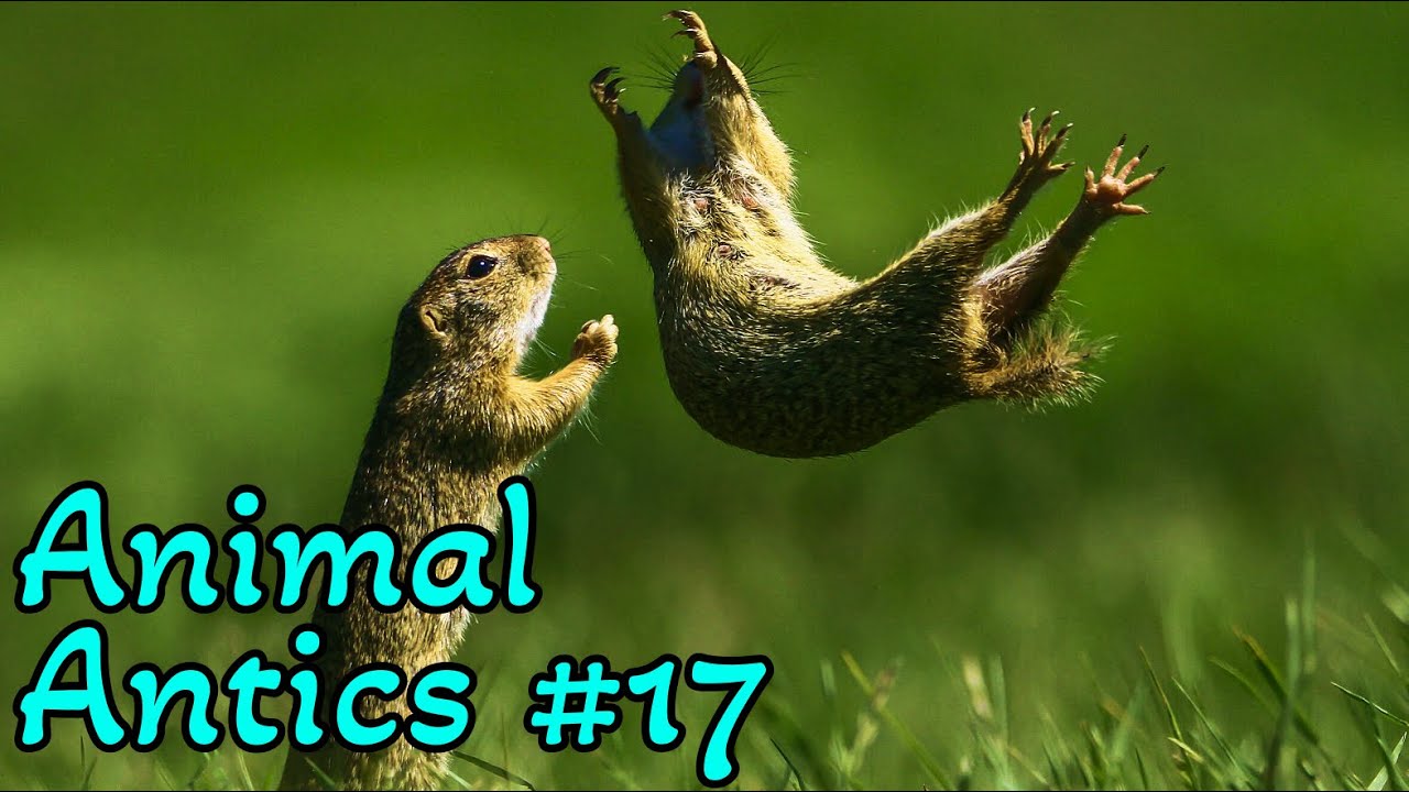 Animal Antics - The Best Compilation of Funny Pet Videos 2023 #17 - YouTube