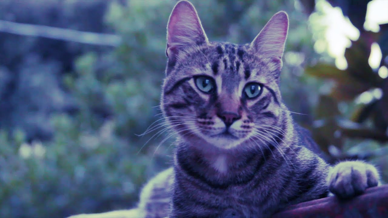 GATTO FILOSOFO - YouTube