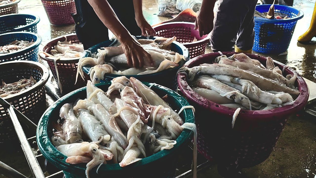 Blessings of the 25th Ramadan – Torok Squid and Needle Squid Landed at ...
