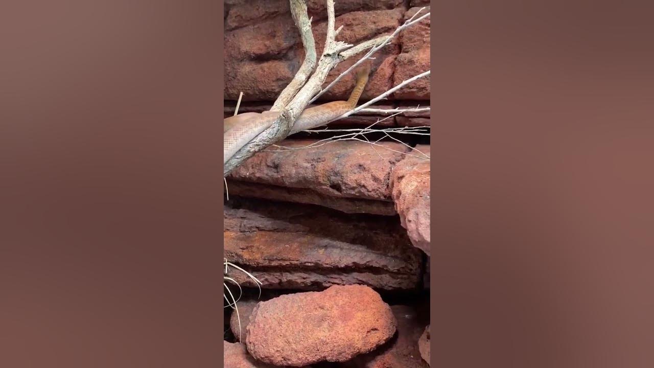 The Worlds Smallest Python Youtube
