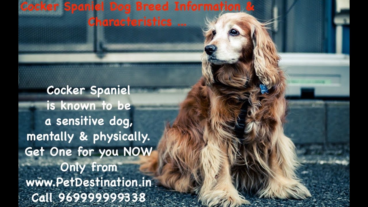 Cocker Spaniel is known to be a sensitive dog, mentally and physically ...
