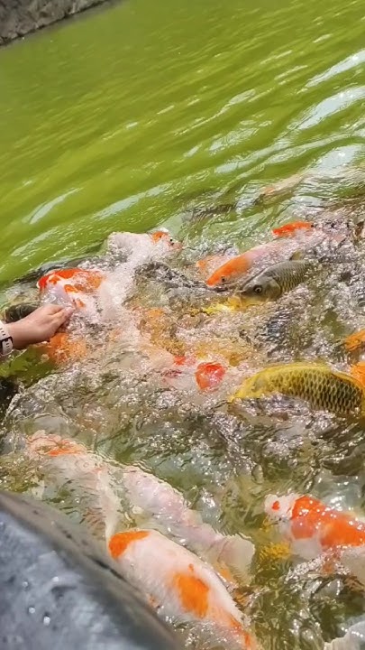 KPM Fish Farm@Vagamon #shortsfeed #shorts #short #viral #fish #youtube ...