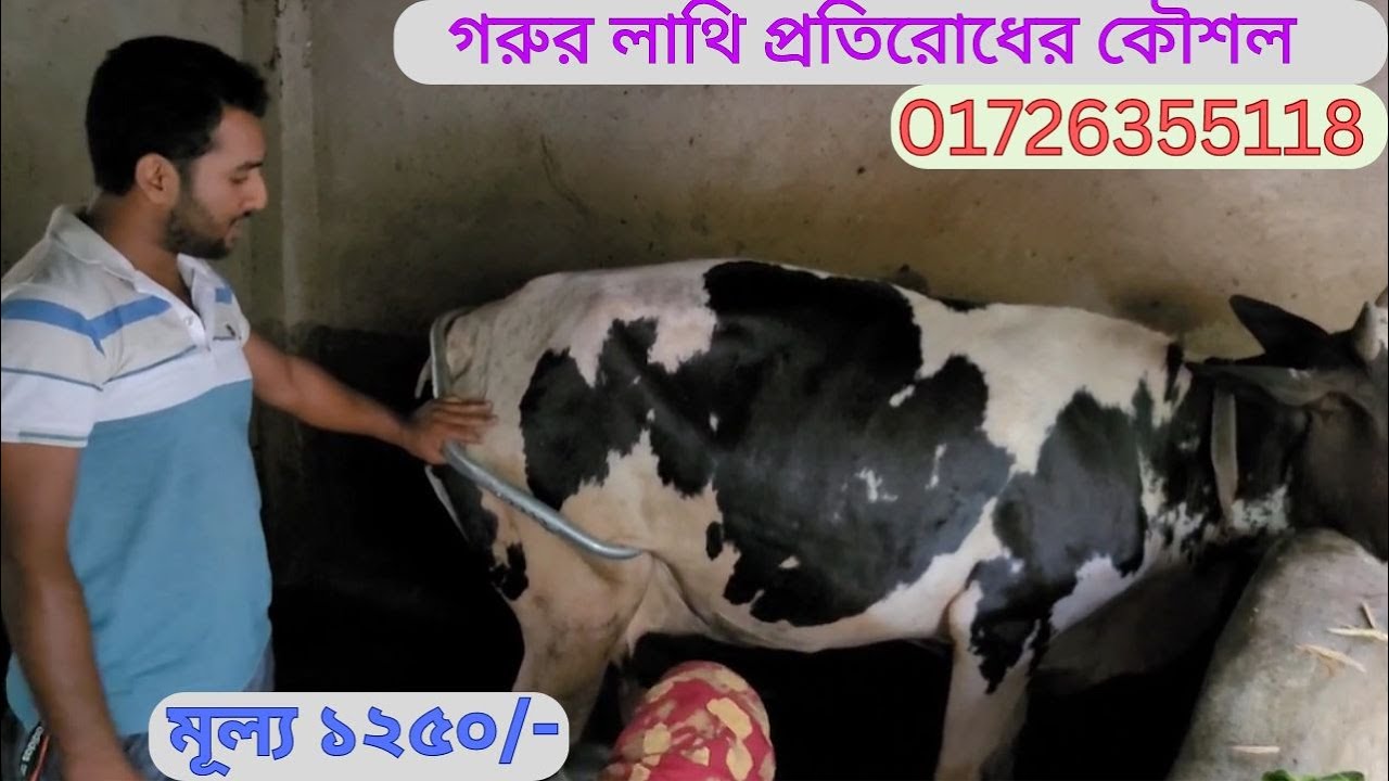 Best Cow Anti Kick Devices: Ensuring Cattle Safety - YouTube